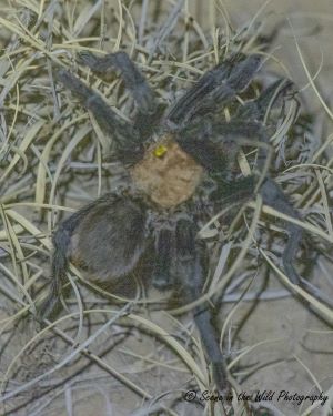 SECO NEWS - Tarantula Tracking with Dr. Shillington