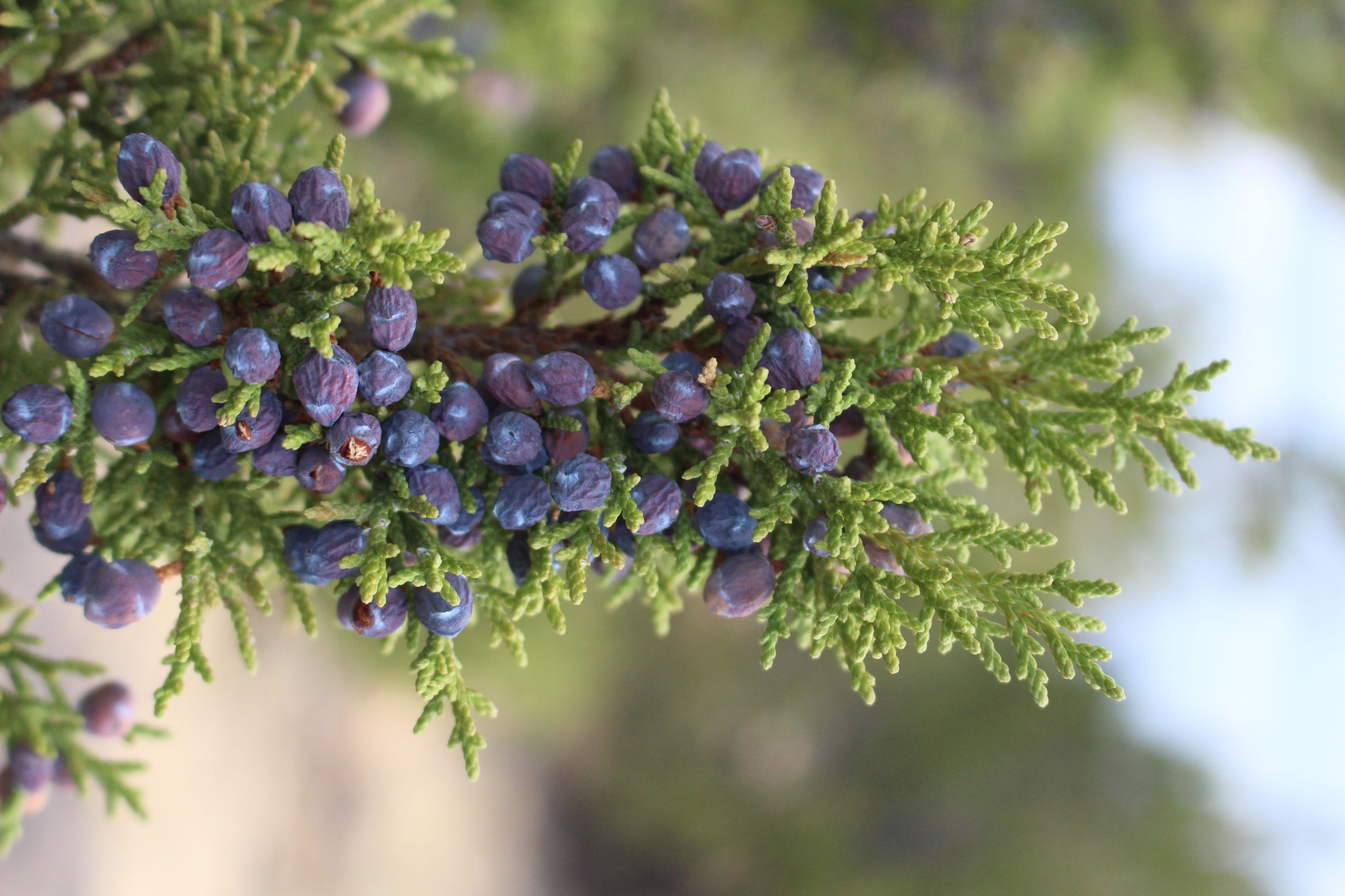 SECO NEWS - Picketwire Canyon - North America's Largest Dinosaur Tracksite