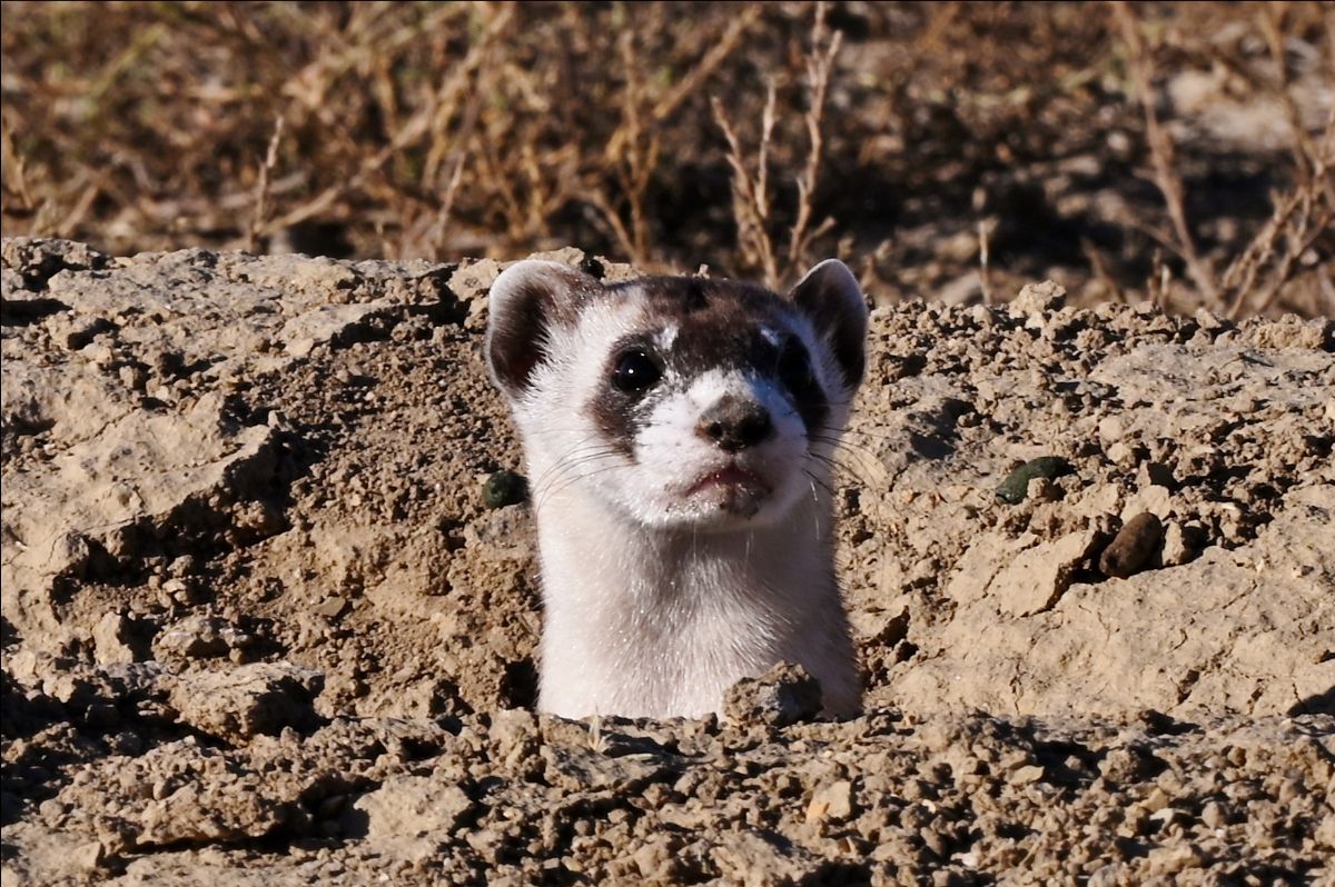 SECO NEWS - CPW Releases Video Highlighting 10 Years of Efforts to ...