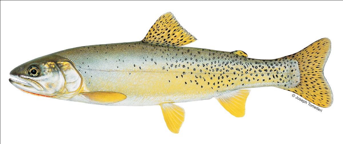 SECO NEWS - Zombie Fish? CPW Aquatic Biologists Embark on Search for ...