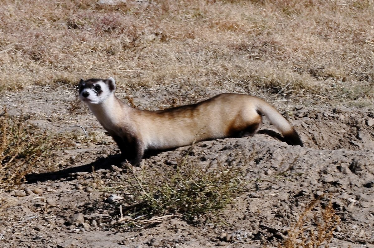 SECO NEWS - CPW Releases Video Highlighting 10 Years of Efforts to ...