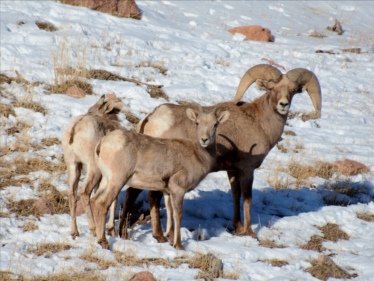 SECO NEWS - CPW to Use Low-Flying Helicopters to Assess Deer, Elk and ...