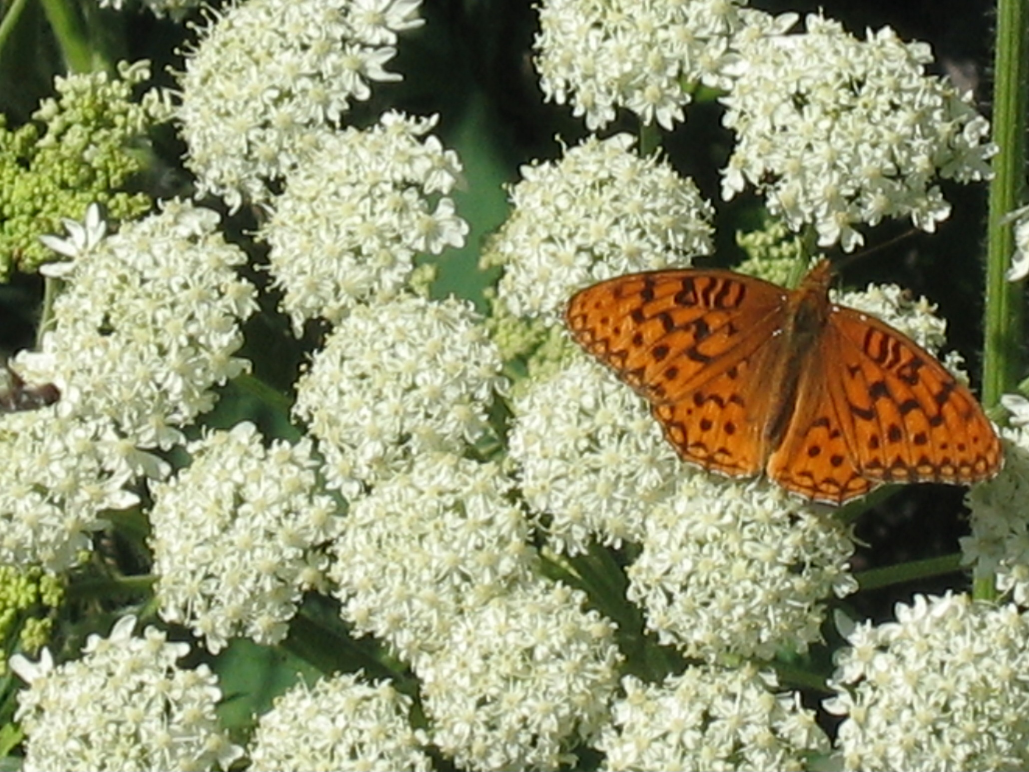 SECO NEWS - Rosalee Brenton Obituary