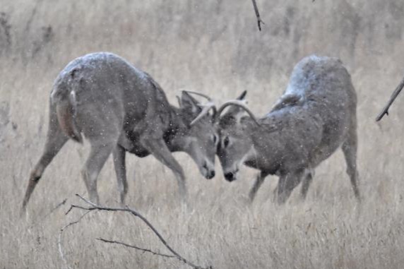SECO NEWS - Pet Owners Urged to Watch Pets Carefully, Do Not Feed Deer ...