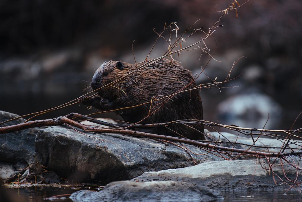 SECO NEWS - Colorado Parks and Wildlife Seeks Public Input on Beaver ...