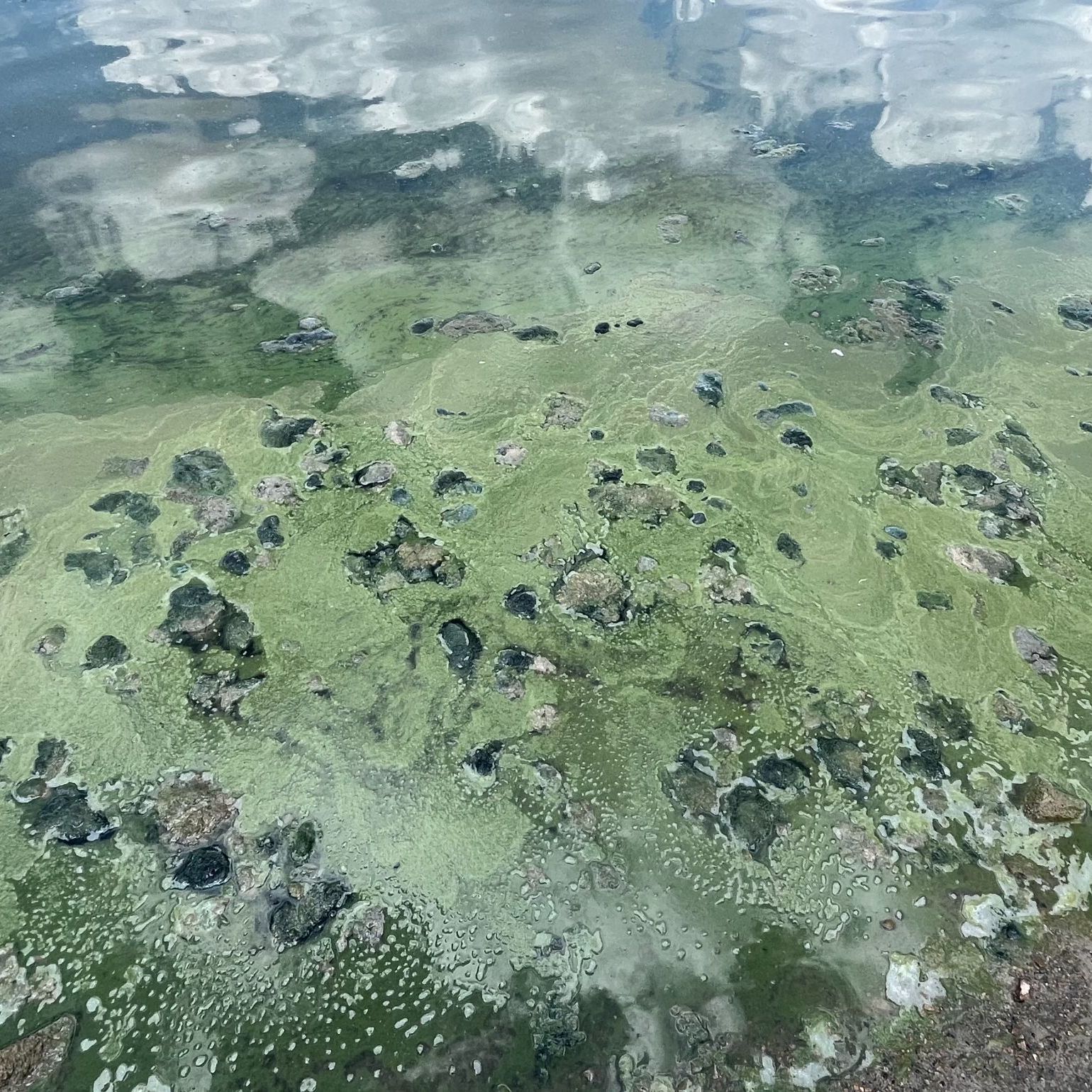 SECO NEWS - Toxic Algae Bloom at DeWeese Reservoir: CPW Warns Public to ...