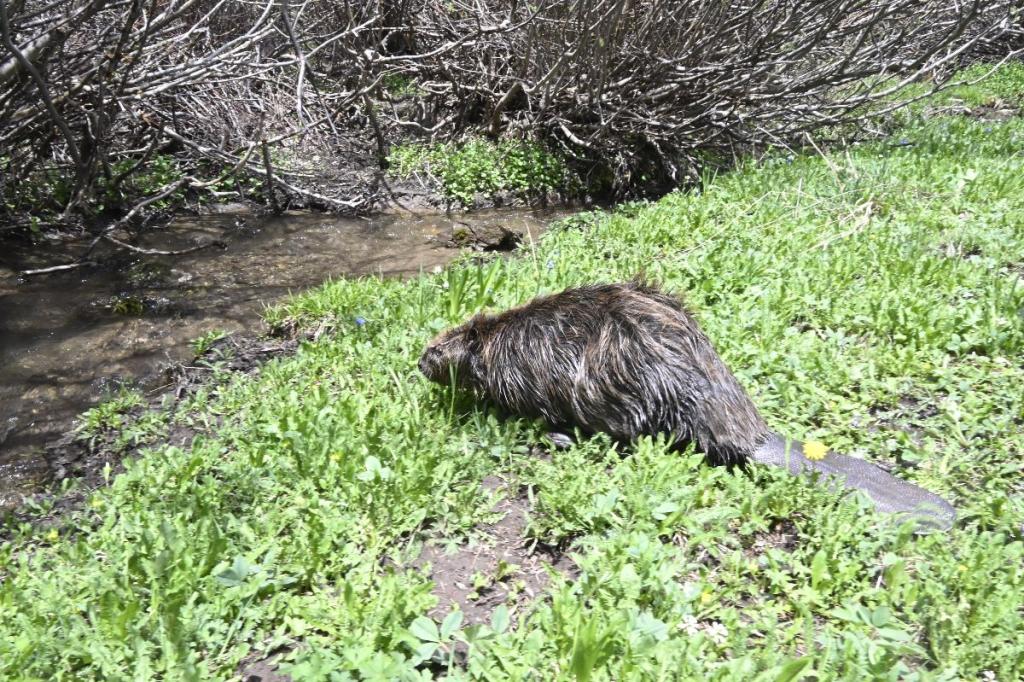 SECO NEWS - Beaver Found on Gunnison River Tests Positive for Tularemia ...