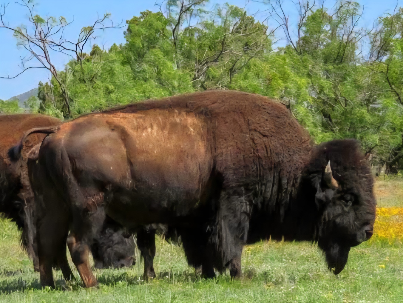 SECO NEWS - Colorado Parks and Wildlife Opens 2026 Bison Roster for ...